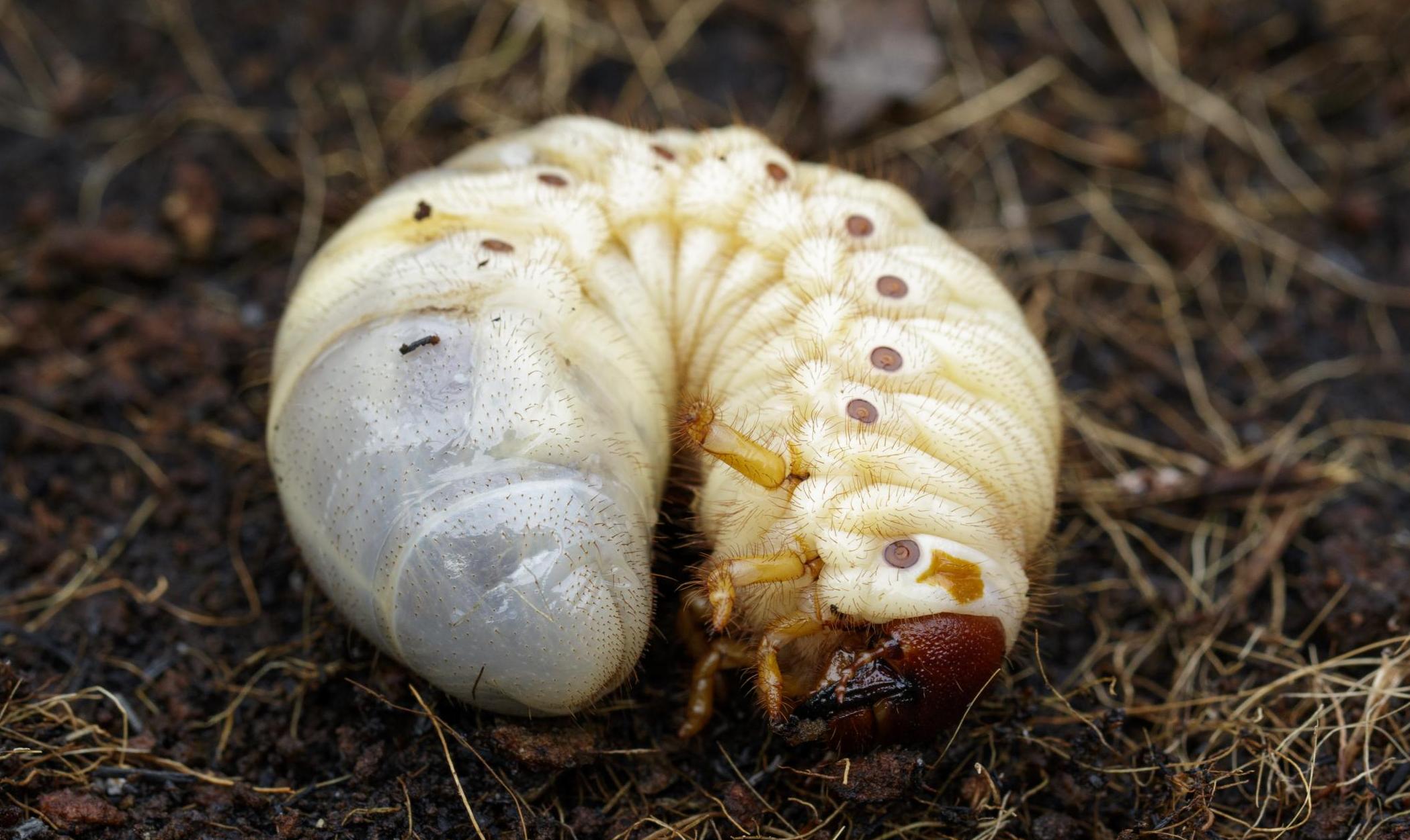 Why You Should Treat Your Lawn for Grubs - Orchard Park Tree Service