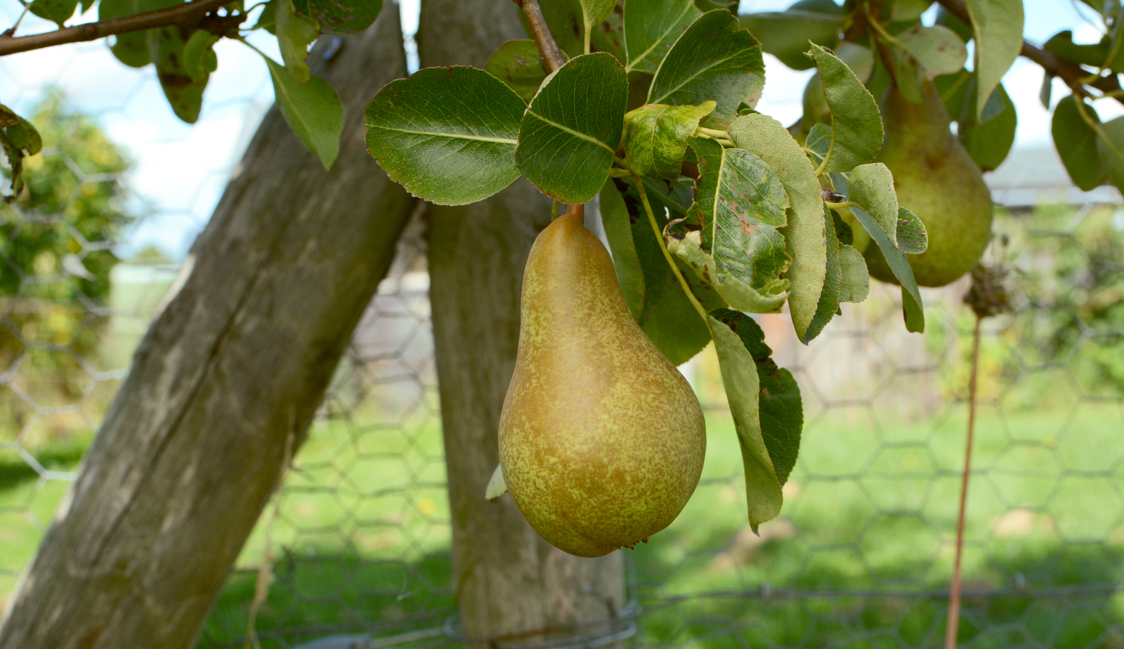 How To Care For A Bartlett Pear Tree - Orchard Park Tree Service